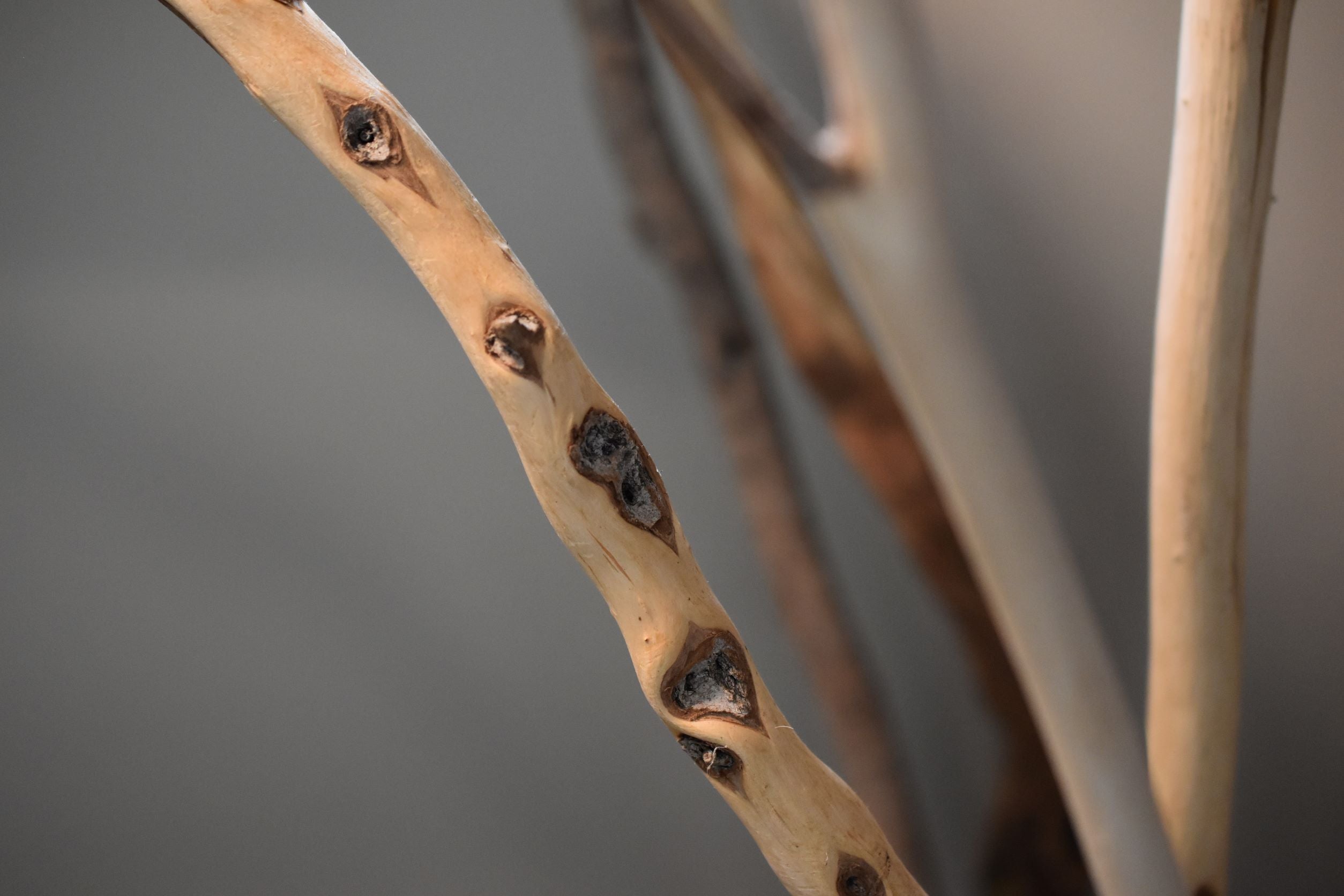 Raw Diamond Willow For Walking/Hiking Stick and Woodworking Projects ...