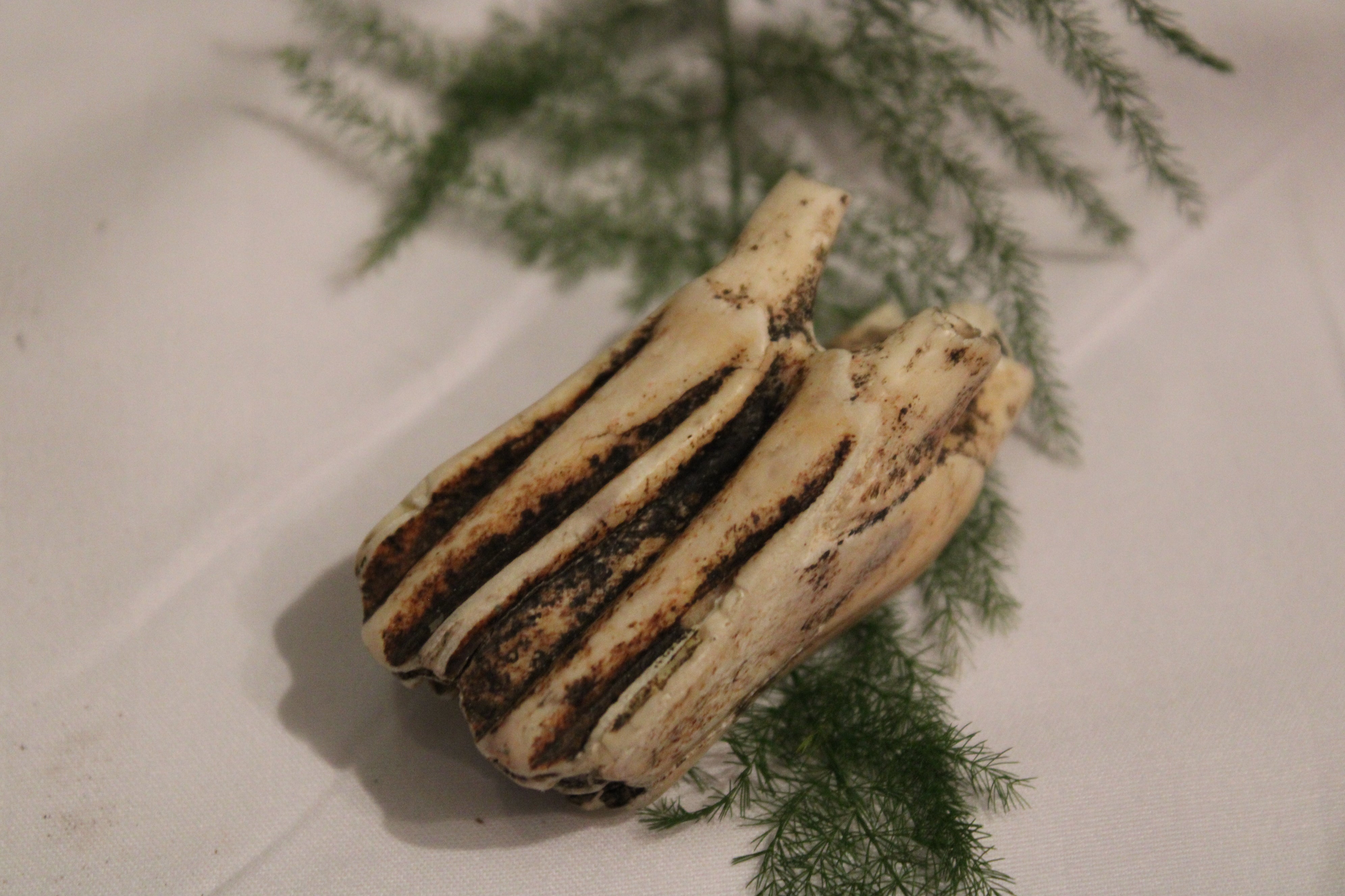 Moose Tooth – Boreal Blue