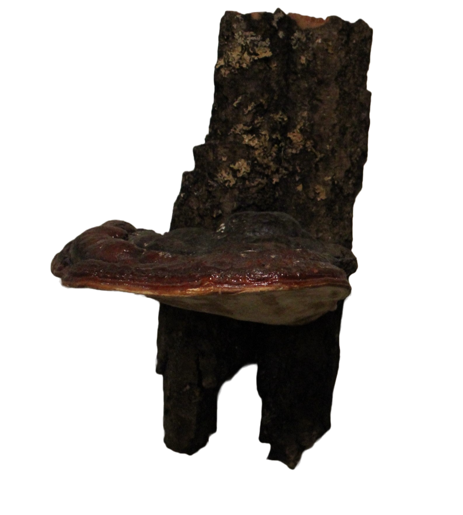 Wall Conk – Boreal Blue