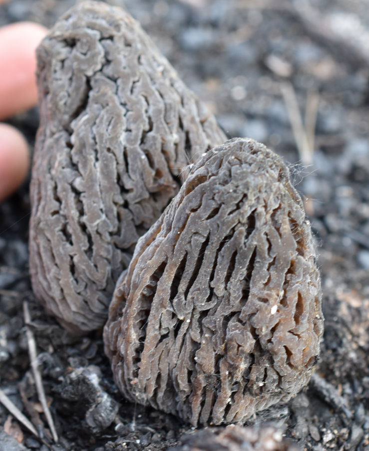 Buy Locally Foraged Dried Fire Morels | Boreal Blue Wild Goods