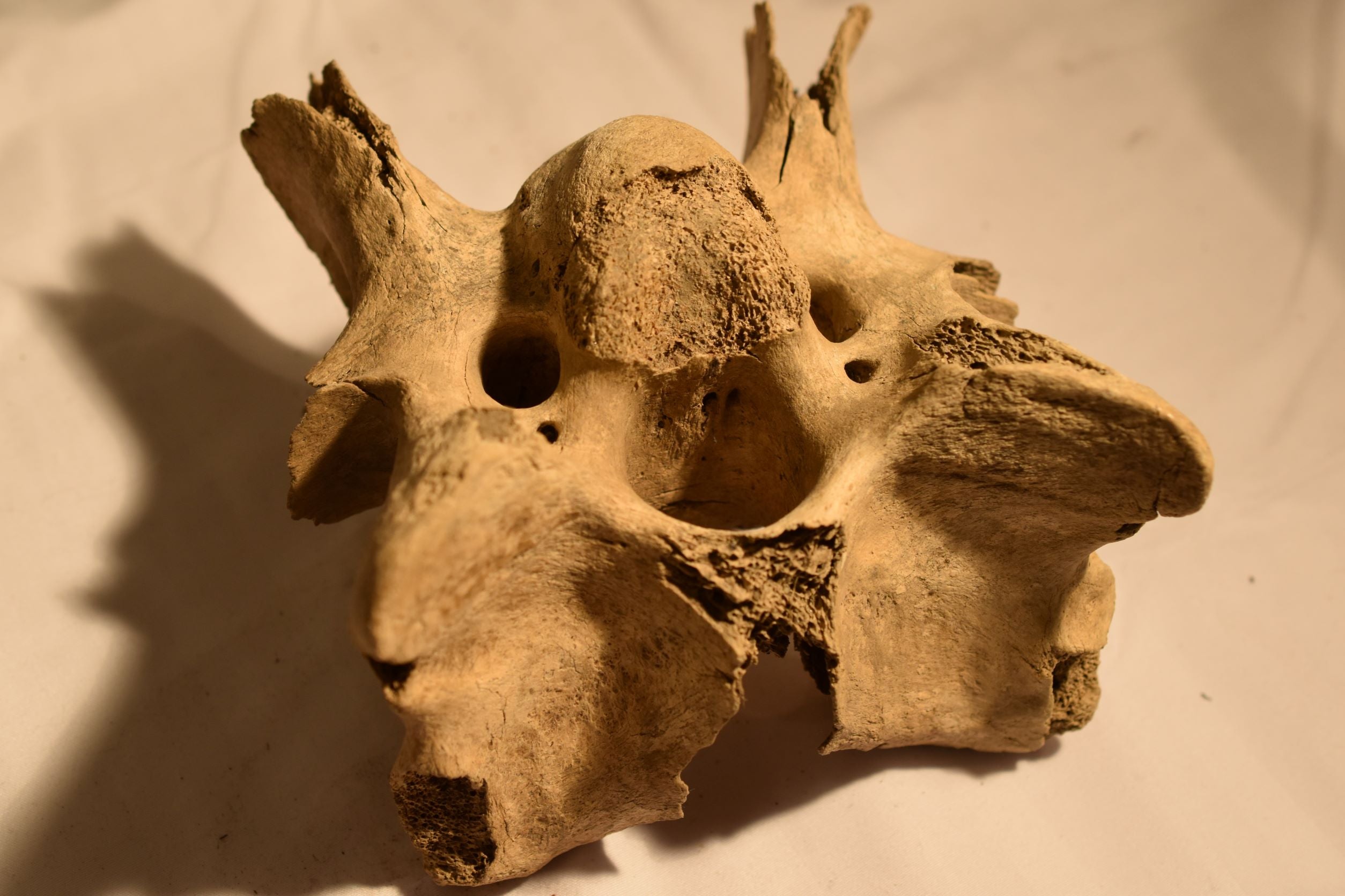 Bison Vertebrae – Boreal Blue